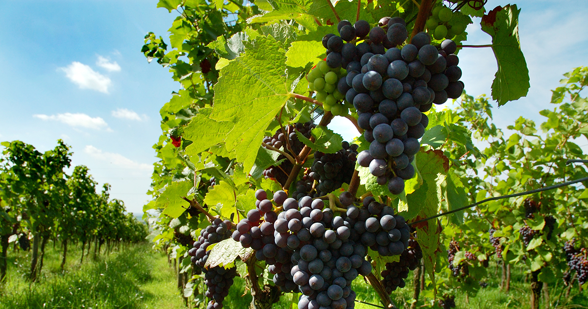 Yorkshire Heart Vineyard | English Vineyard | Award-Winning Wines